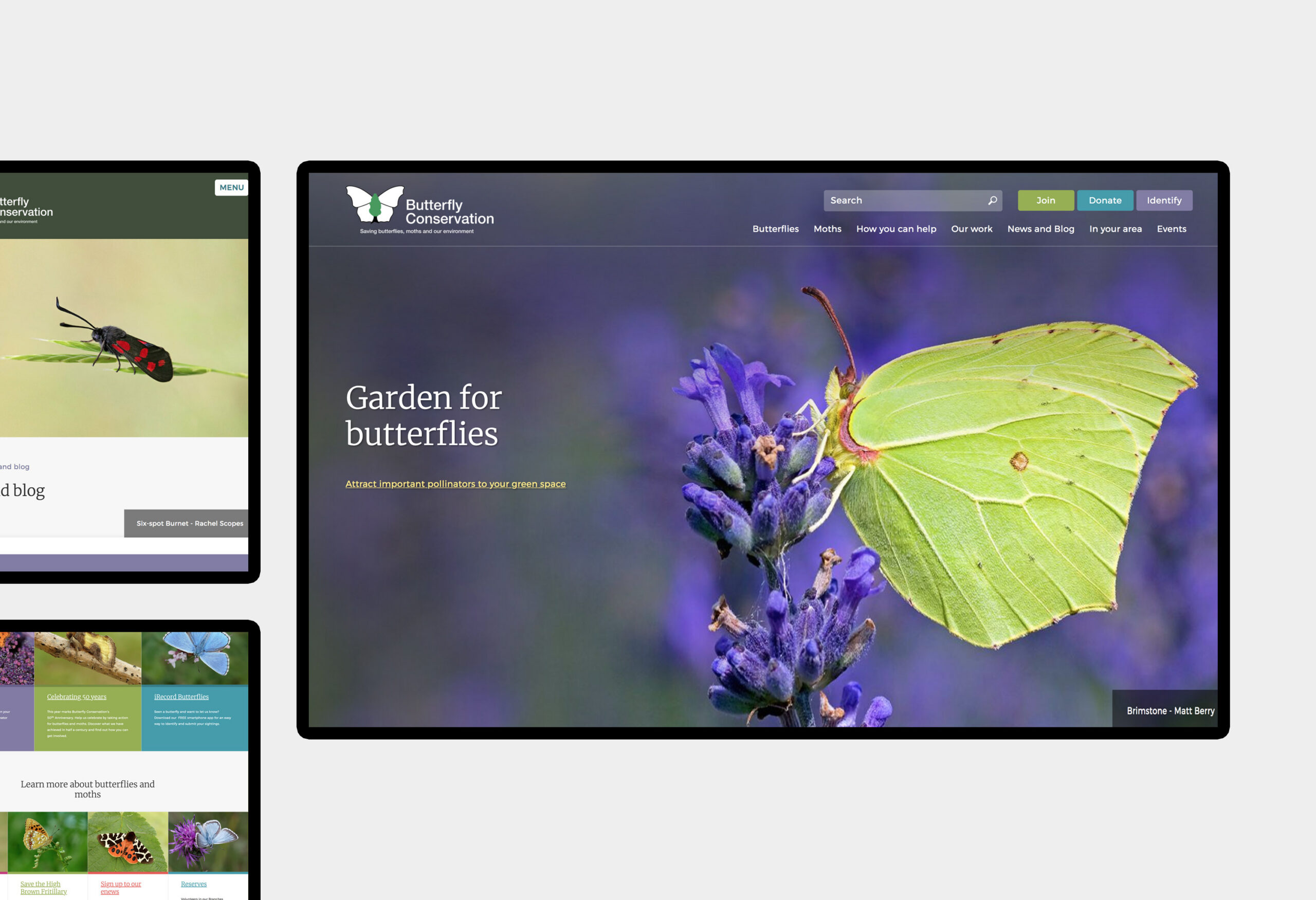 Butterfly Conservation - Headscape