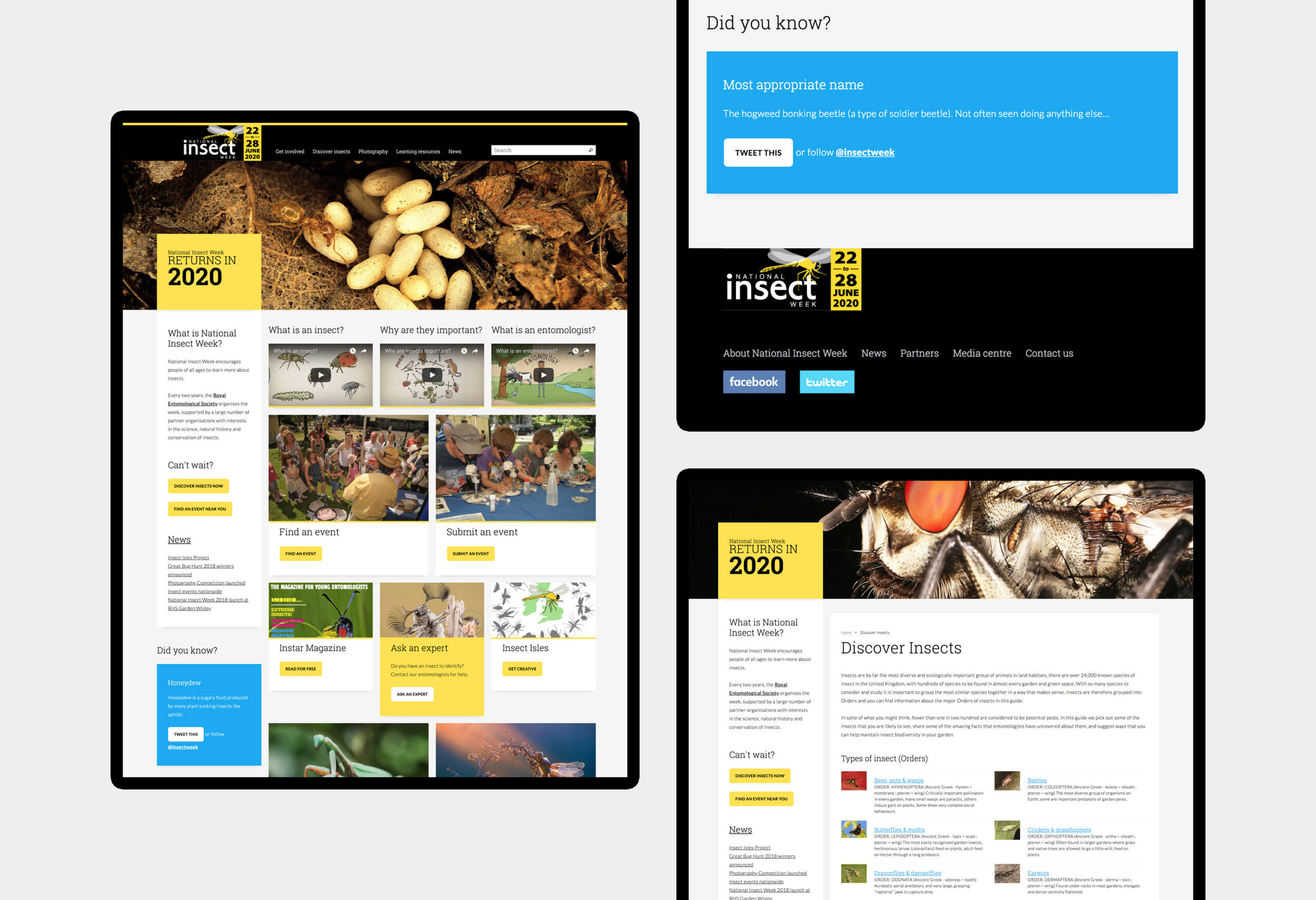 National Insect Week - Headscape